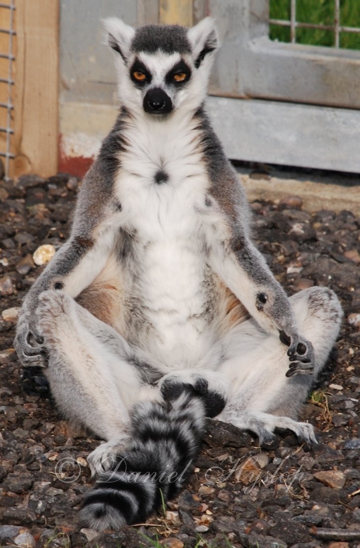 The Tale of a Ring-Tail – Sat Sangha Salon